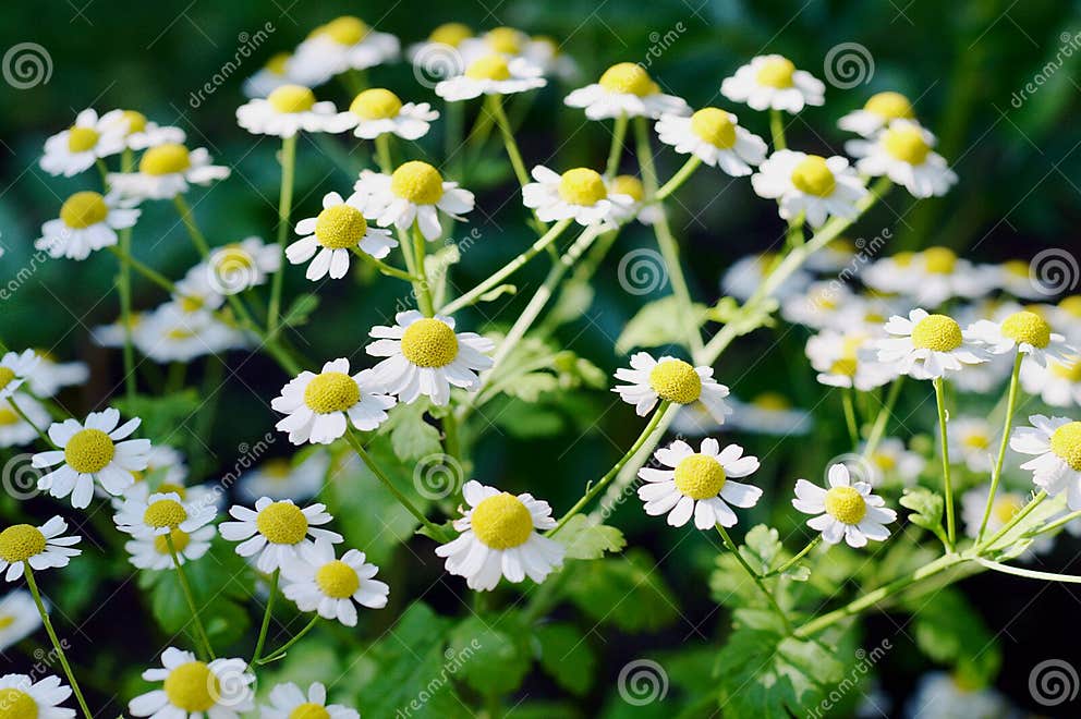 Pyrethrum parthenium stock photo. Image of garden, flowers - 20456726