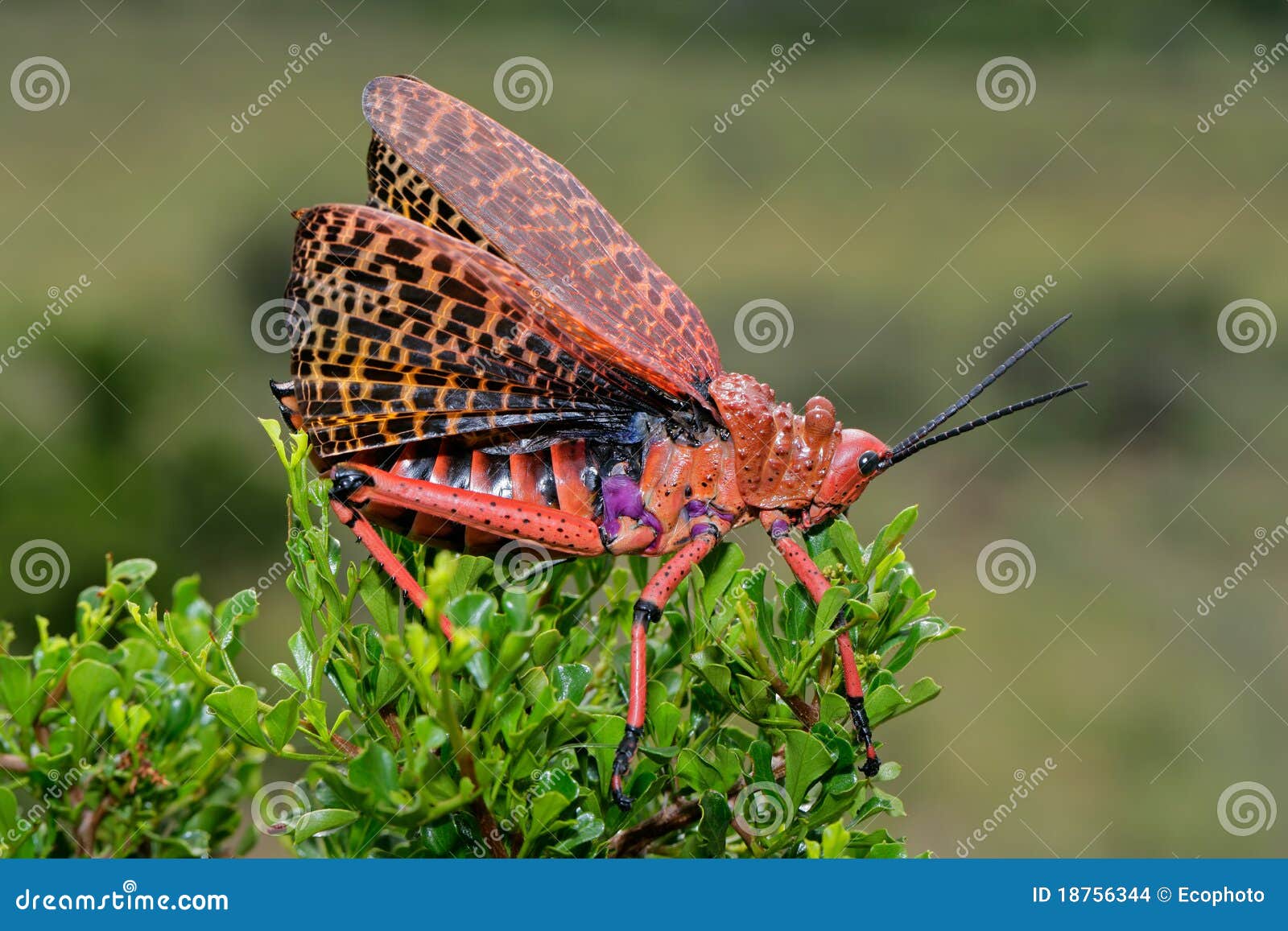 Pyrgomorphid grasshopper stock photo. Image of legs, invertebrate ...