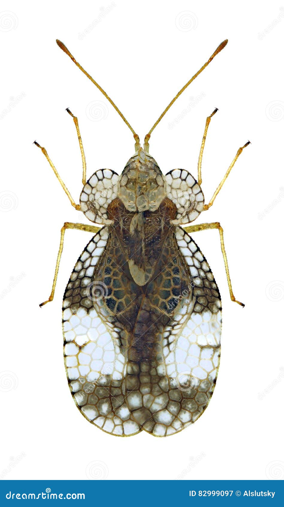 Pyri De Stephanitis Del Insecto Imagen de archivo - Imagen de brillante ...