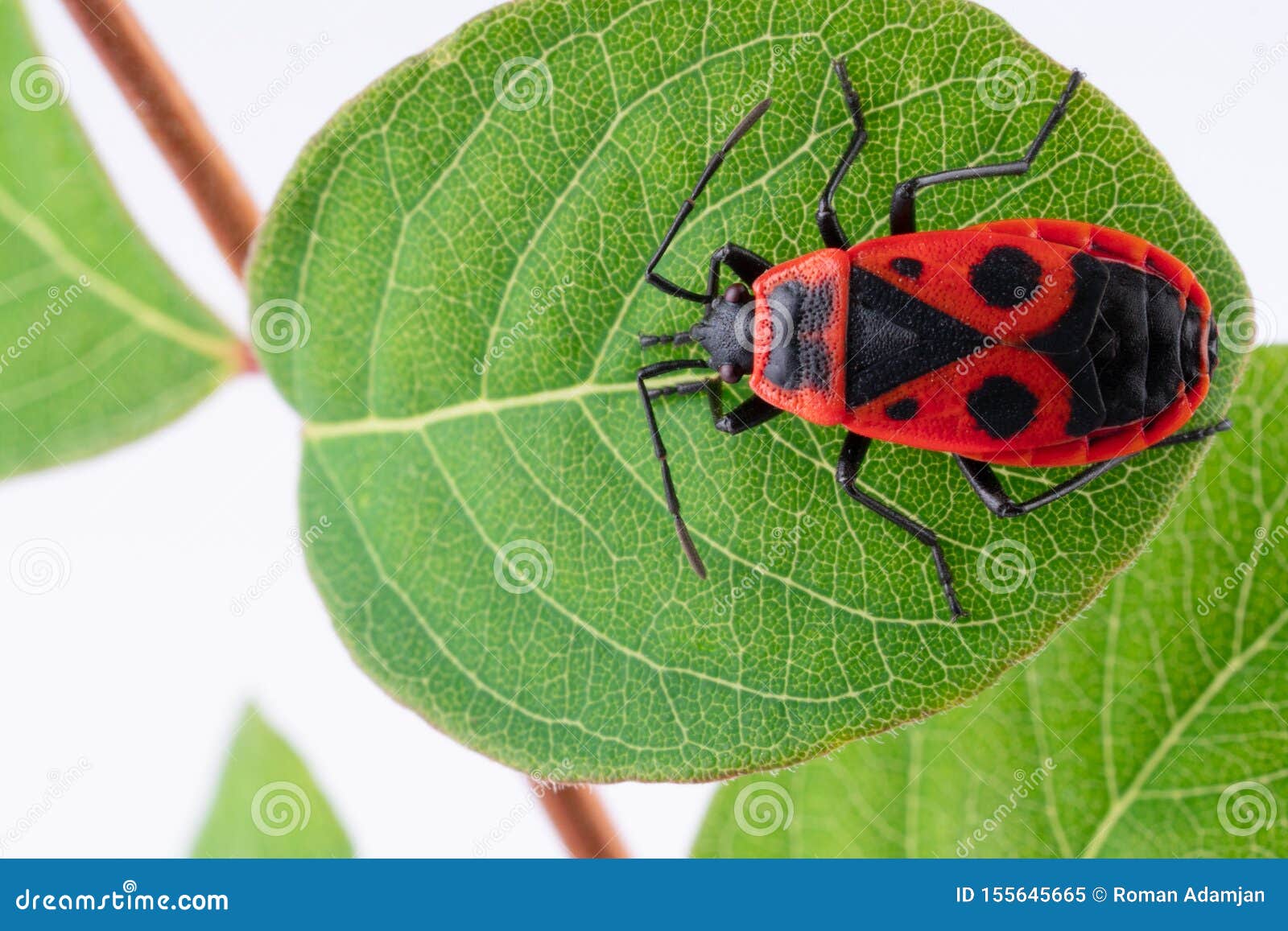 Pyrochroidae Fire Beetle on a Leaf of a Tree. Close Up, Macro Stock ...