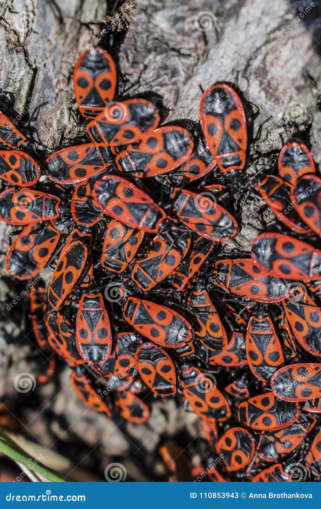Pyromanes Rouges, Apterus De Pyrrhocoris Un Insecte Commun Image stock ...
