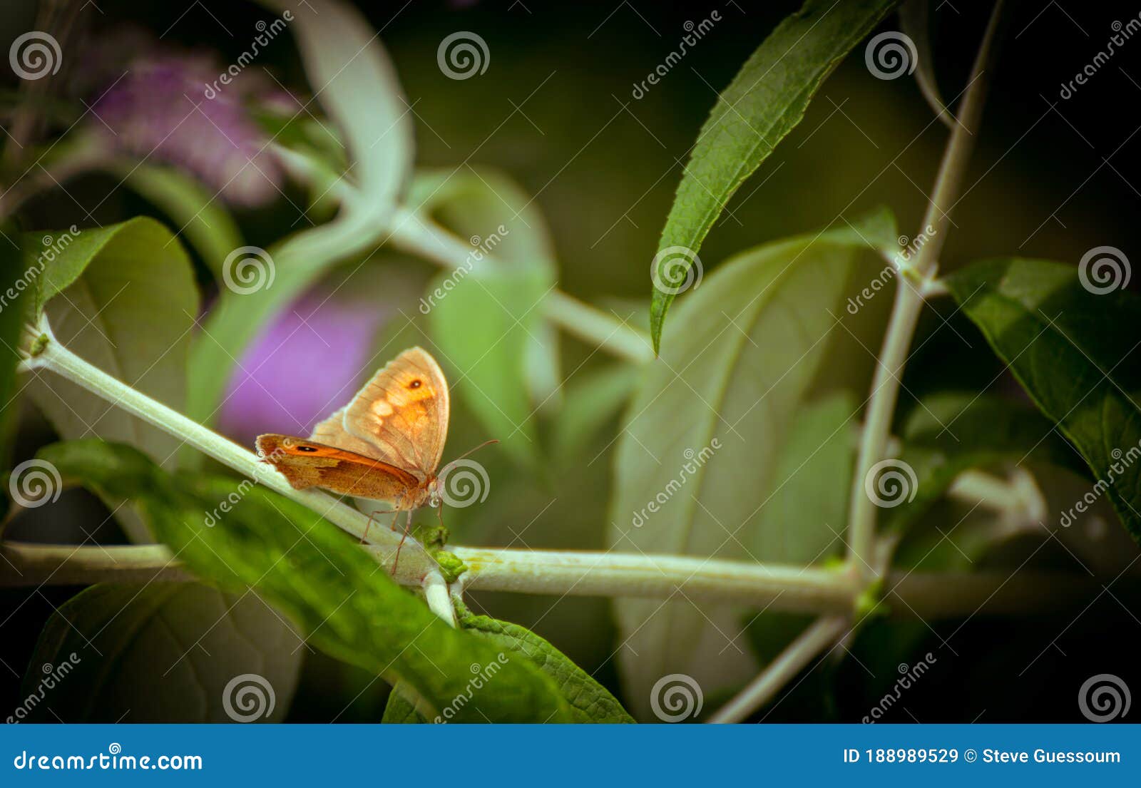 Pyronia Tithonus Resting on a Branch in Our Garden Stock Image - Image ...