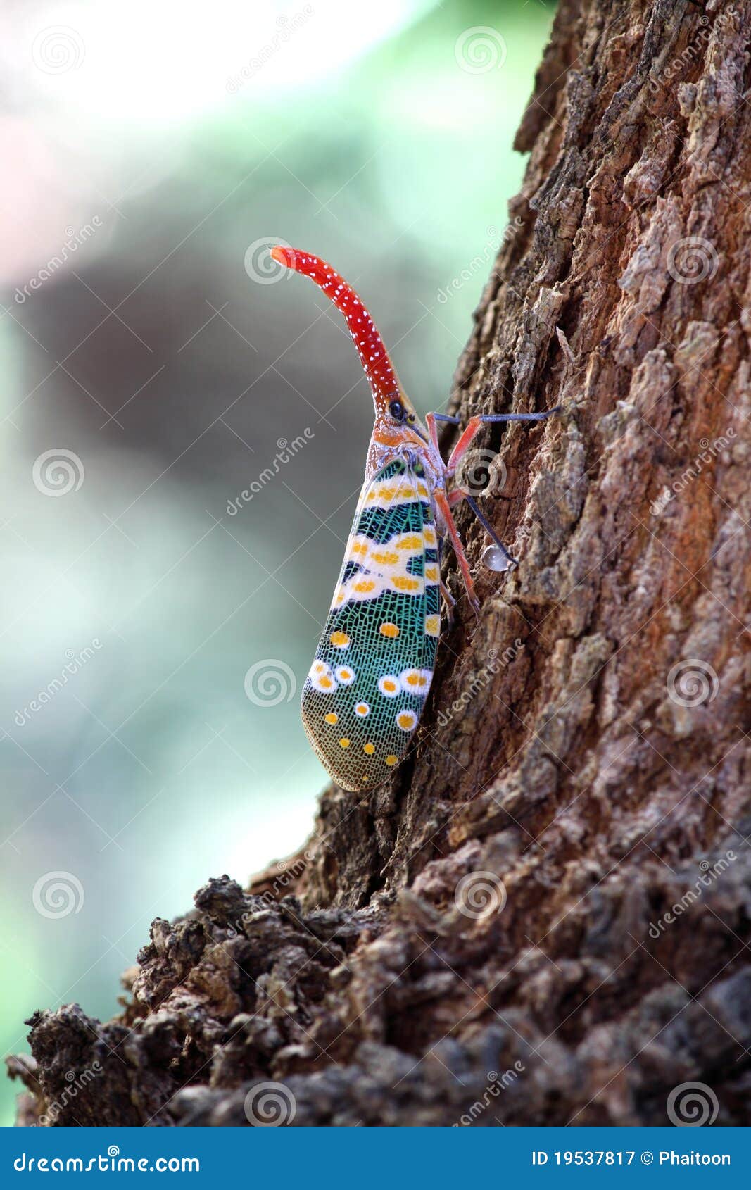 Pyrops candelaria stock image. Image of ecology, hemiptera - 19537817