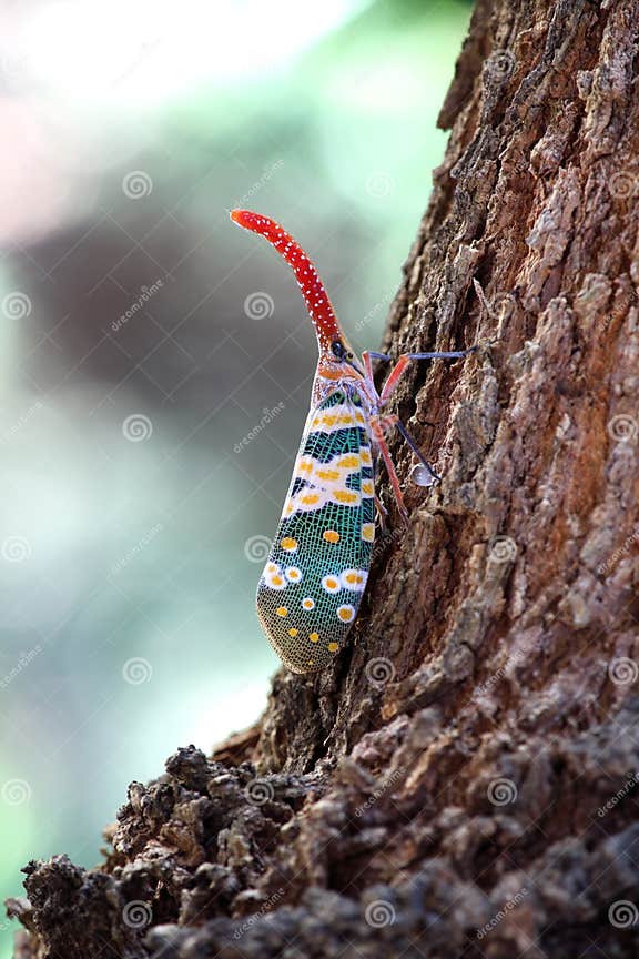Pyrops Candelaria imagen de archivo. Imagen de linterna - 19537817