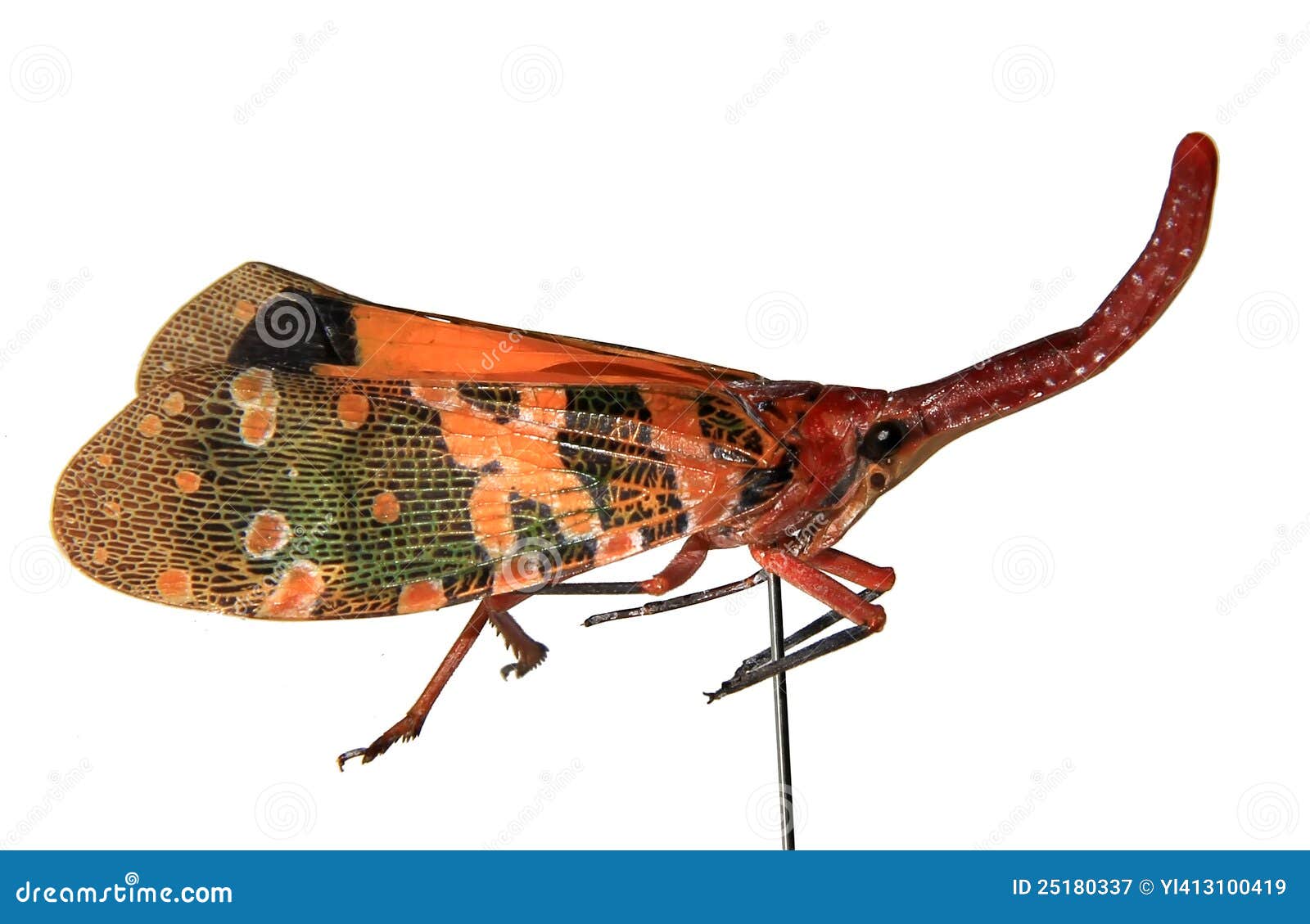 Pyrops candelaria stock image. Image of south, candelaria - 25180337