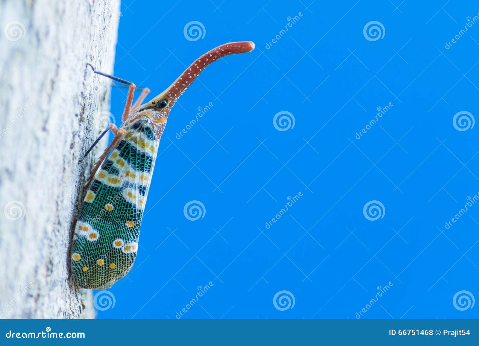 Pyrops candelaria stock photo. Image of colorful, closeup - 66751468