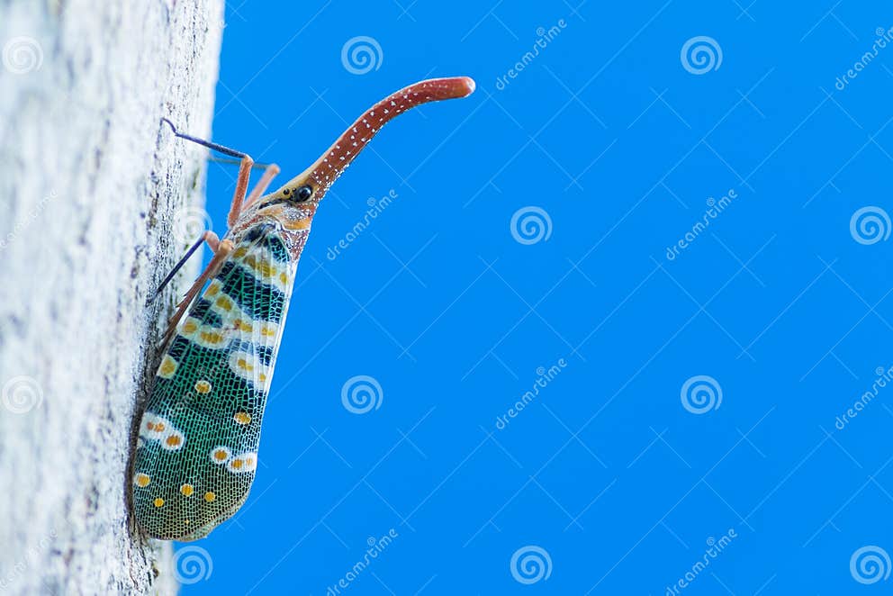 Pyrops candelaria stock photo. Image of colorful, closeup - 66751468
