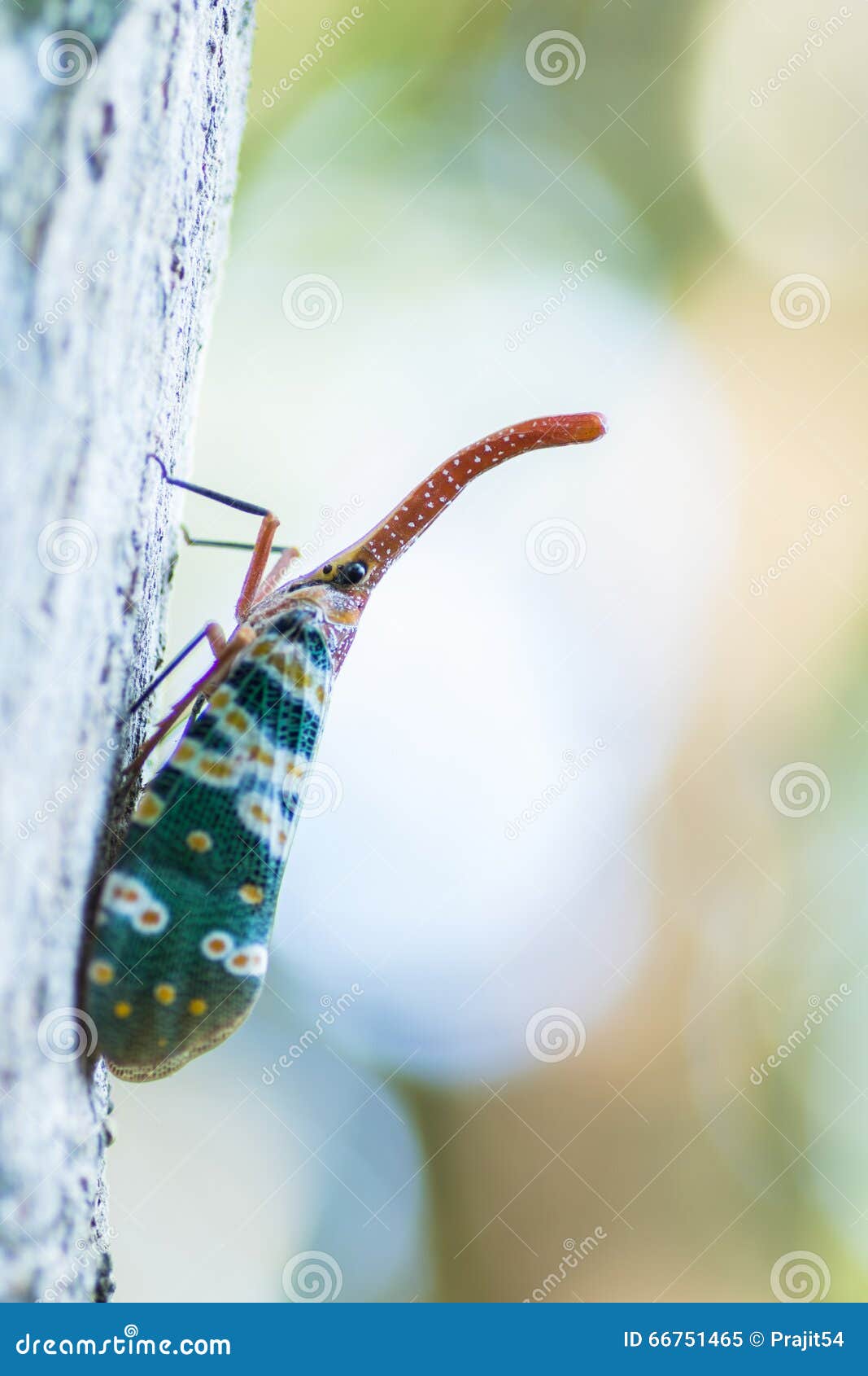 Pyrops candelaria stock image. Image of environment, animal - 66751465