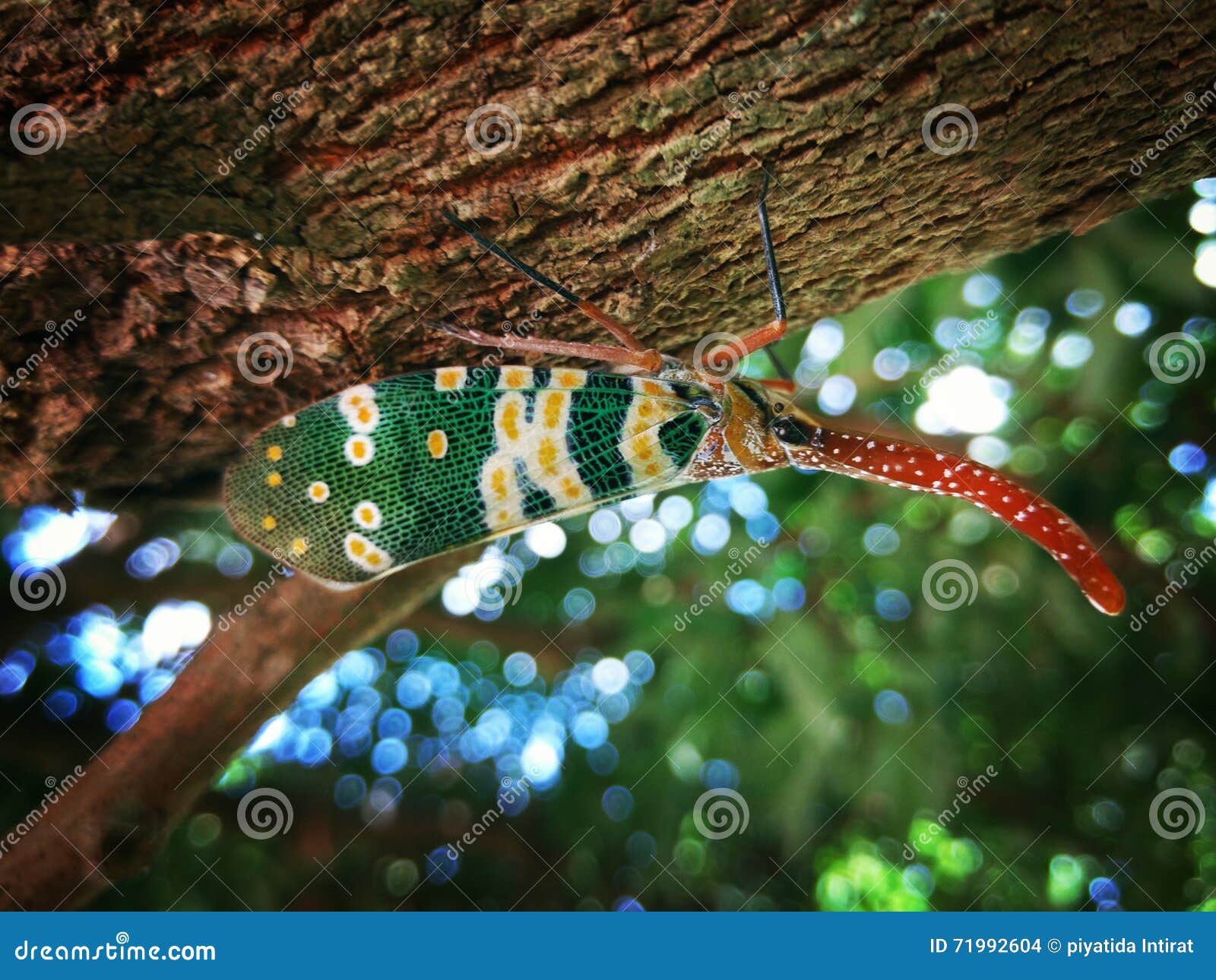Pyrops candelaria stock photo. Image of pyrops, happyness - 71992604