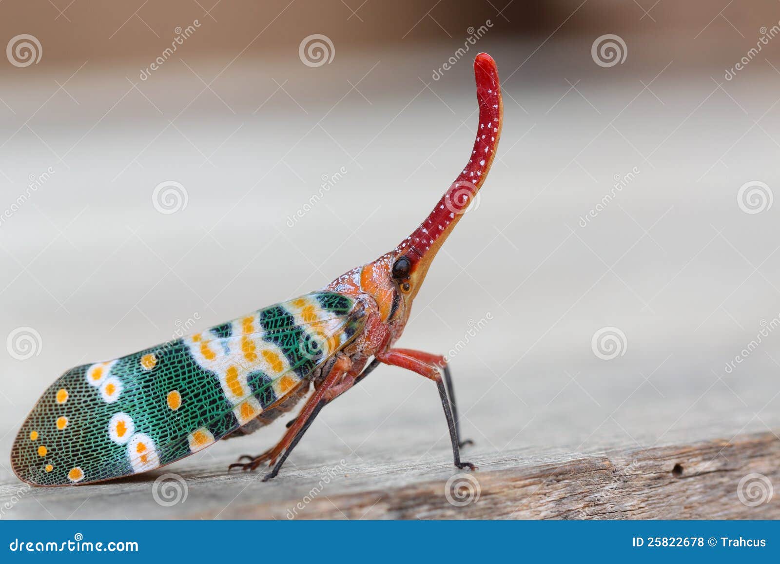 Pyrops Candelaria of LantaarnVlieg Stock Foto - Image of insect ...