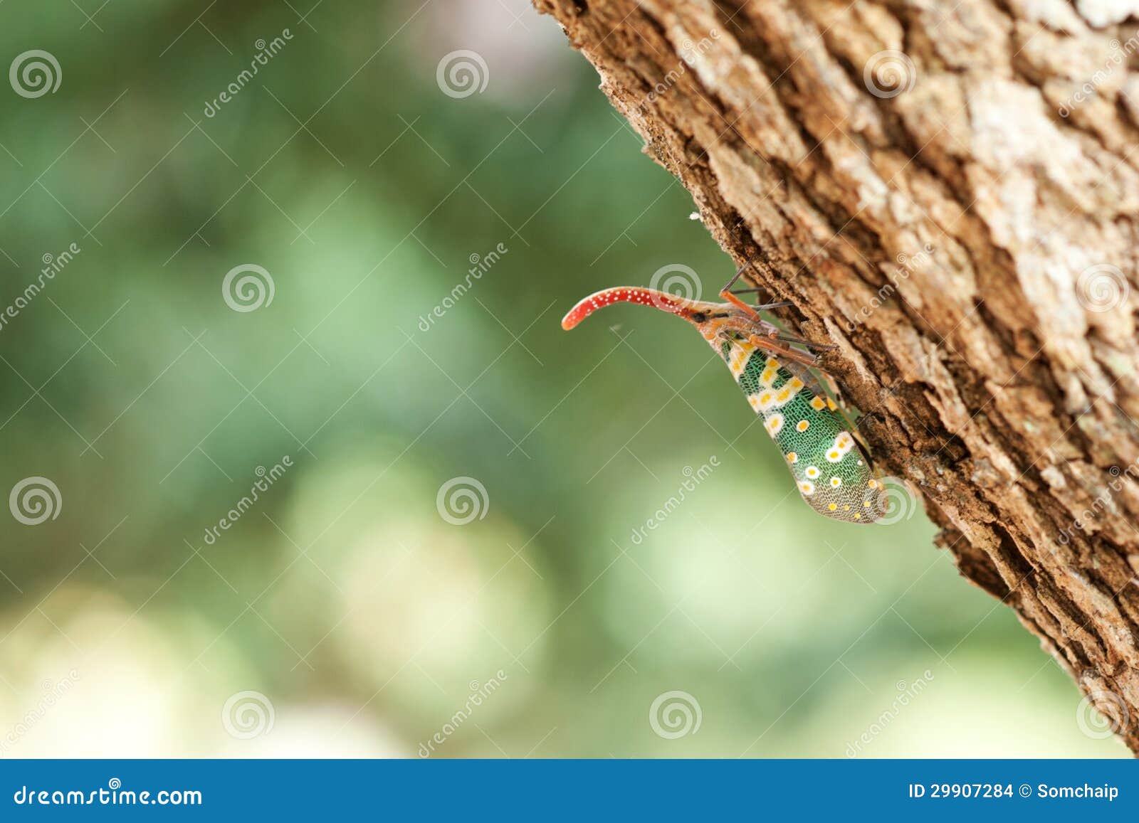 Pyrops Candelaria or Lantern Fly,sometime we Call Trunk Cicada O Stock ...