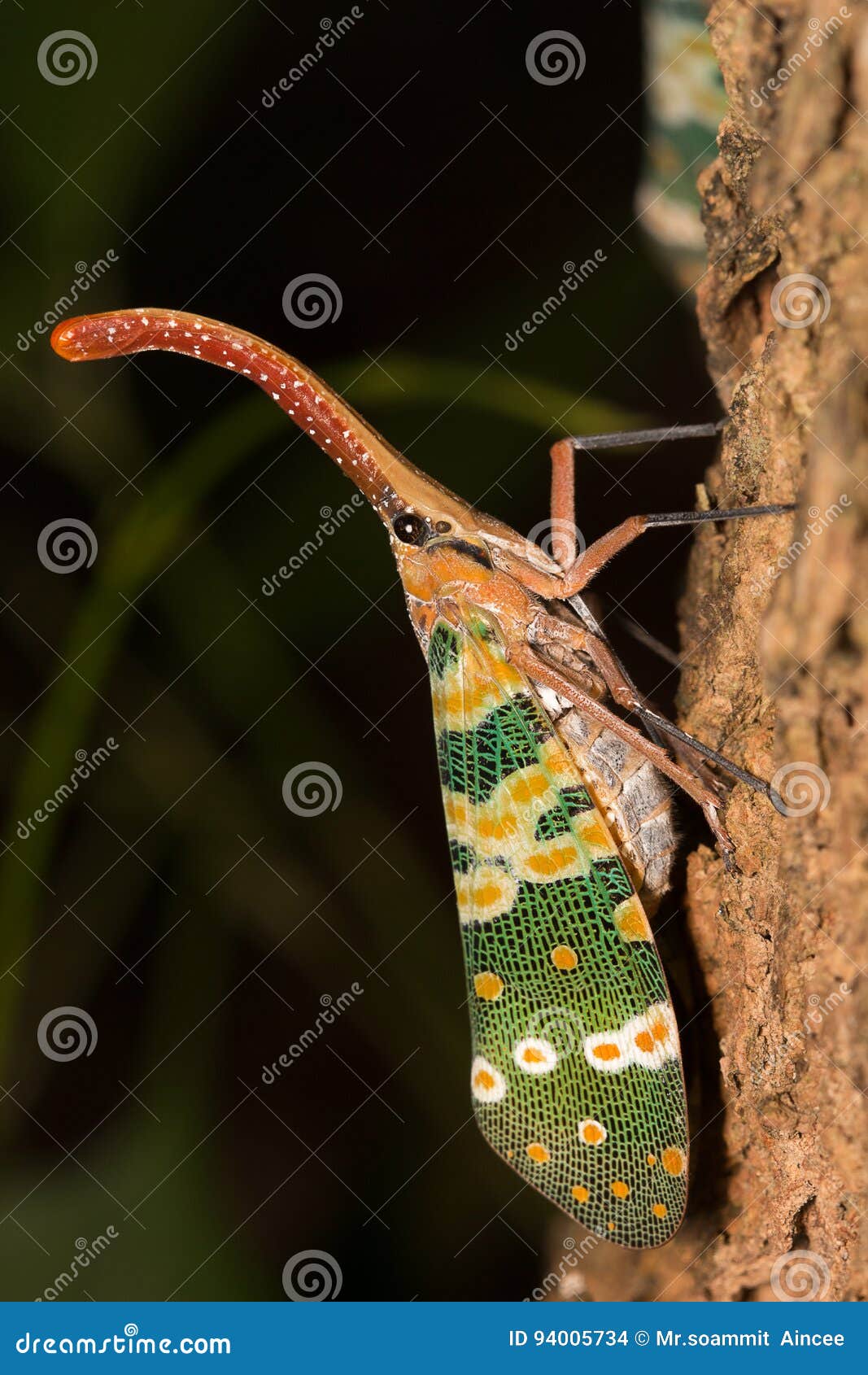 Pyrops candelaria stock photo. Image of ecology, natural - 94005734