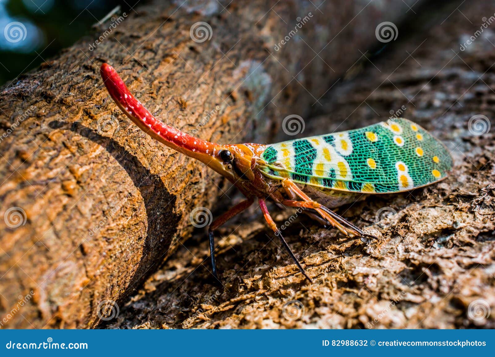 Pyrops Candelaria Planthopper Picture. Image: 82988632