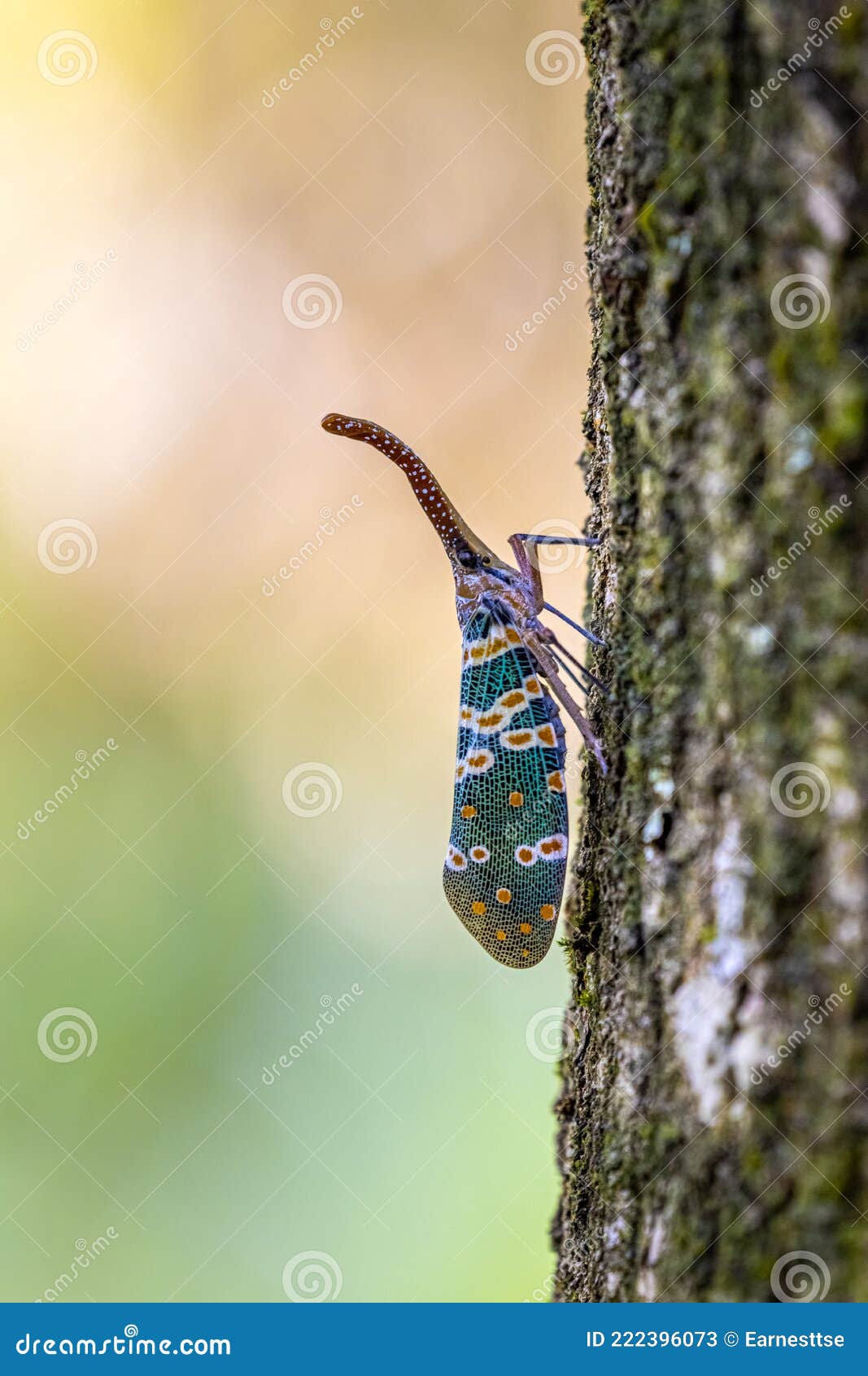 Pyrops Candelaria On Tree Royalty-Free Stock Photography ...