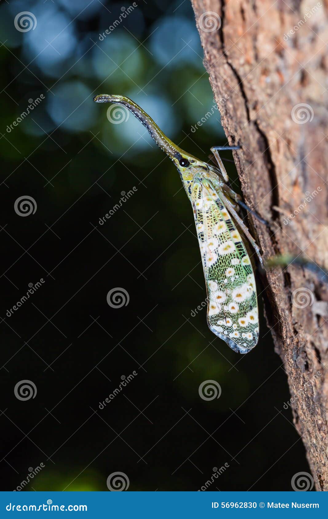 Pyrops Spinolae Lantern Bug Stock Photo - Image of wing, entomology ...