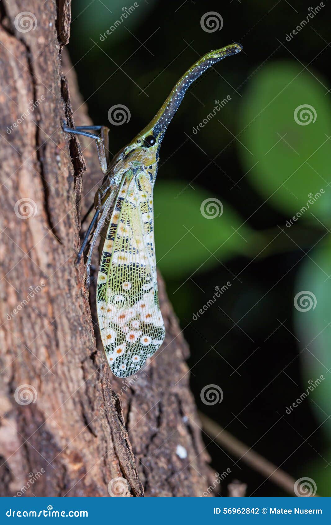 Pyrops Spinolae Lantern Bug Stock Photo - Image of nature, close: 56962842