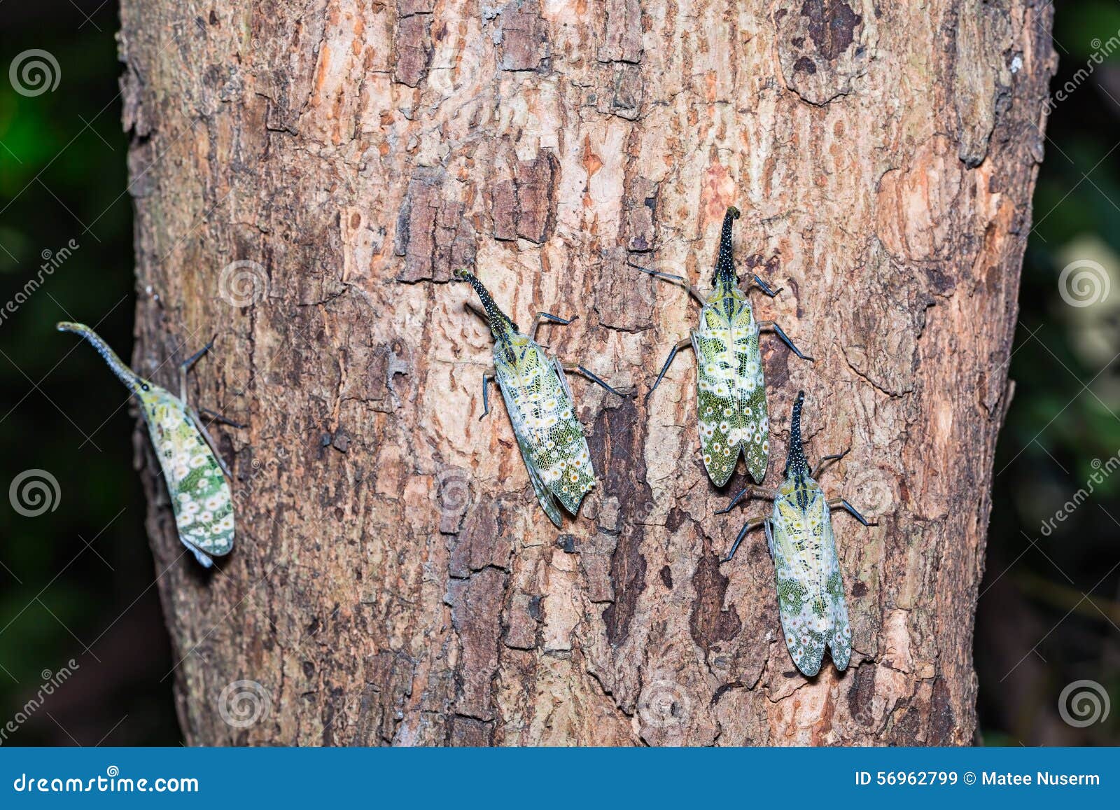 Pyrops Spinolae Lantern Bug Stock Image - Image of fauna, wildlife ...