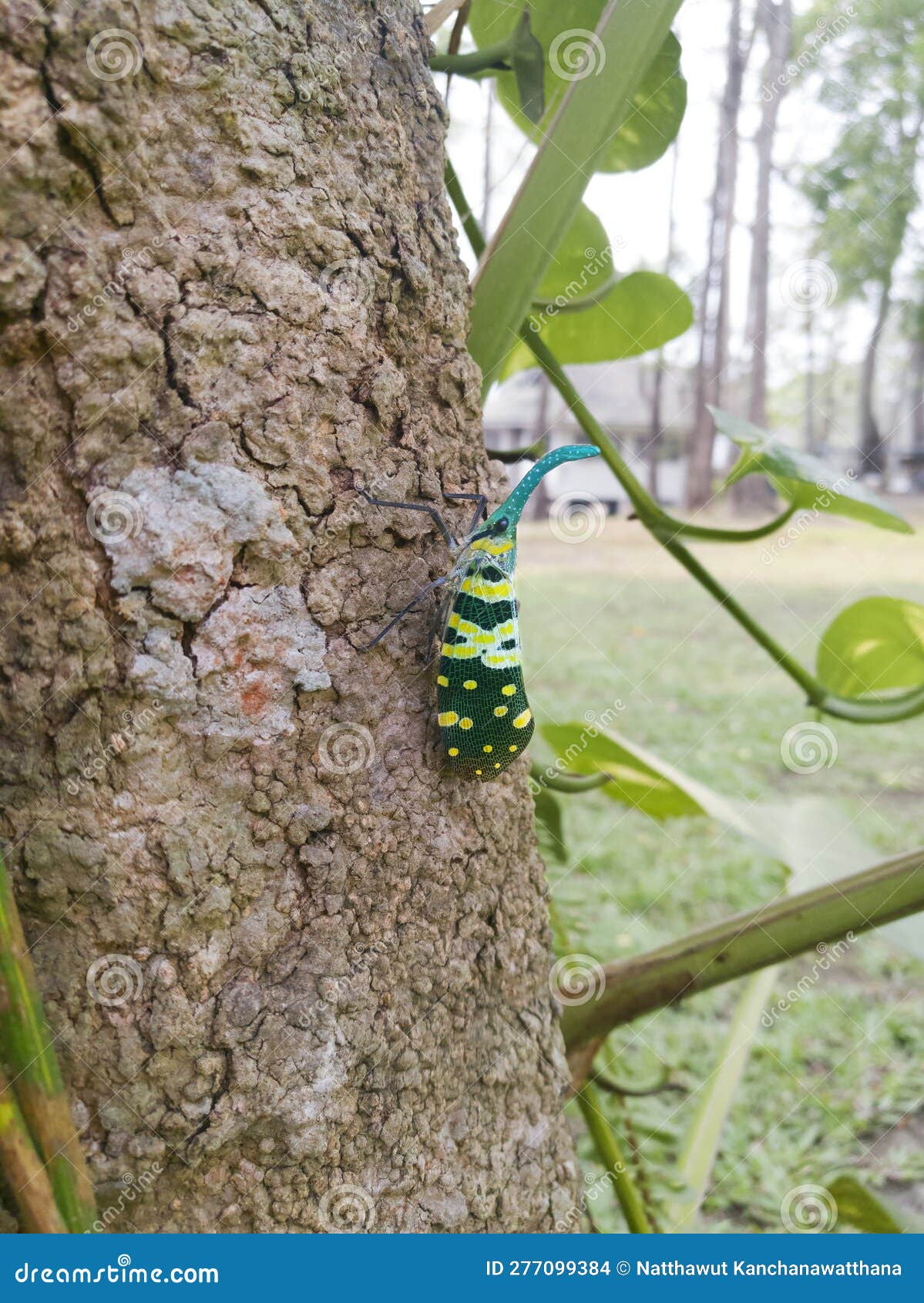 Pyrops Viridirostris (Westwood, 1848) on the Tree in the Garden at ...