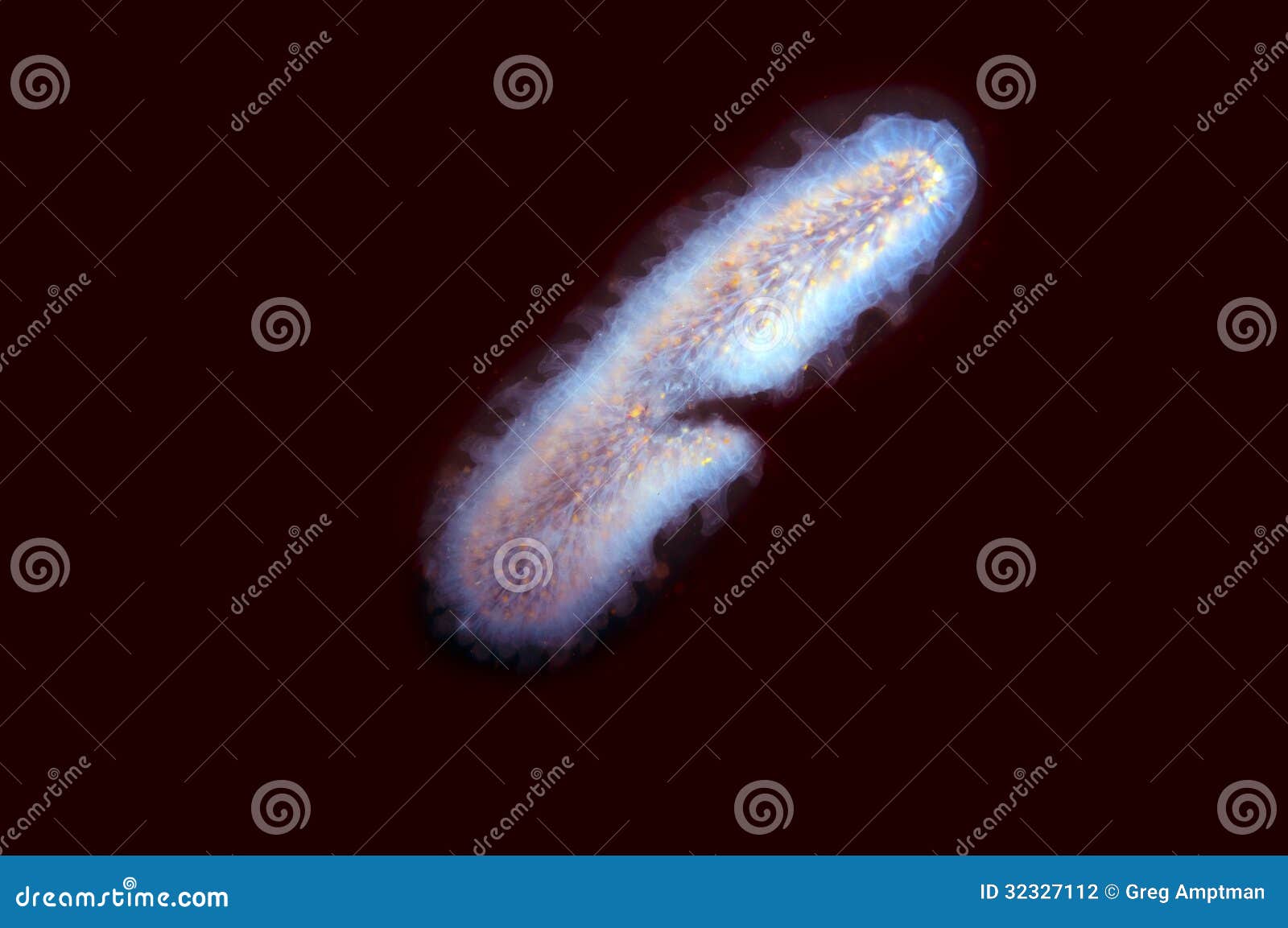 Pyrosome stock photo. Image of inverterabrate, wilderness - 32327112