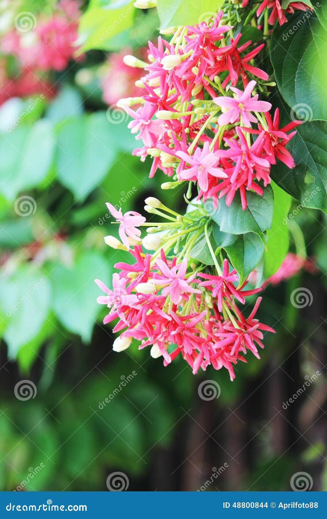 Pyrostegia venusta stock photo. Image of venusta, plant - 48800844