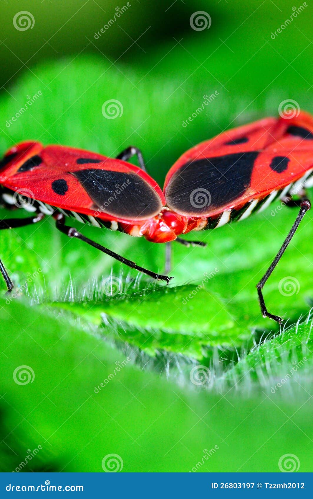 Pyrrhocoridae bugs mating stock image. Image of insect - 26803197