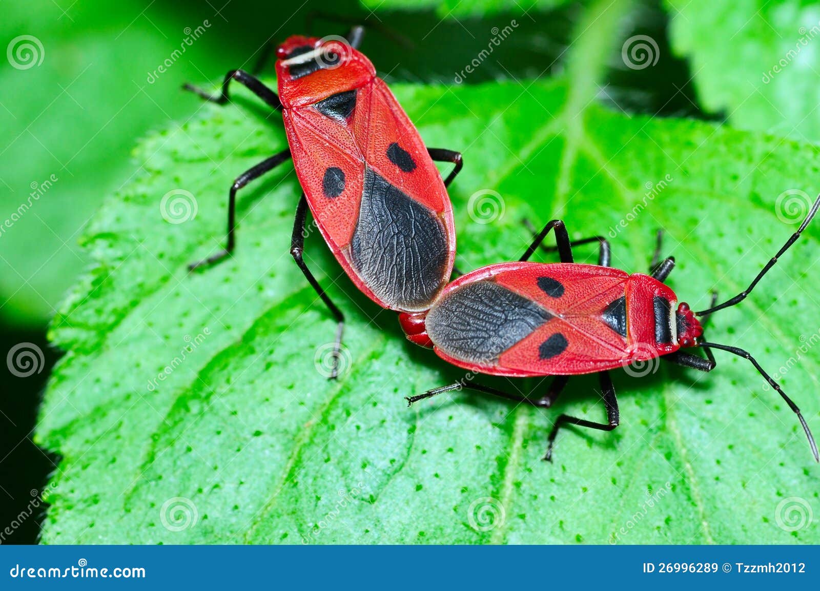 Pyrrhocoridae bugs mating stock image. Image of family - 26996289