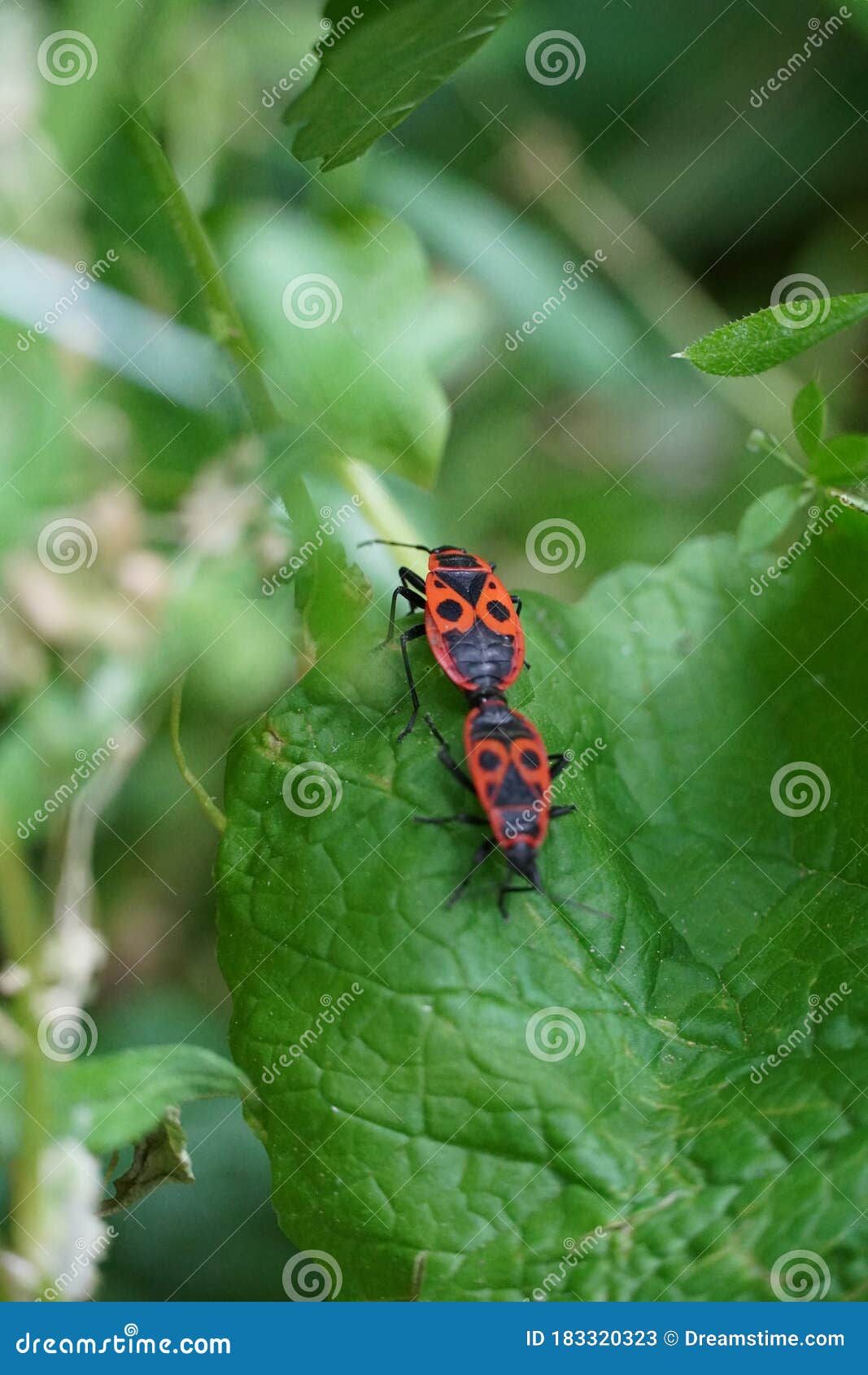 Pyrrhocoris Apterus a Beautiful Forest Insect. the Colorsof this Insect ...