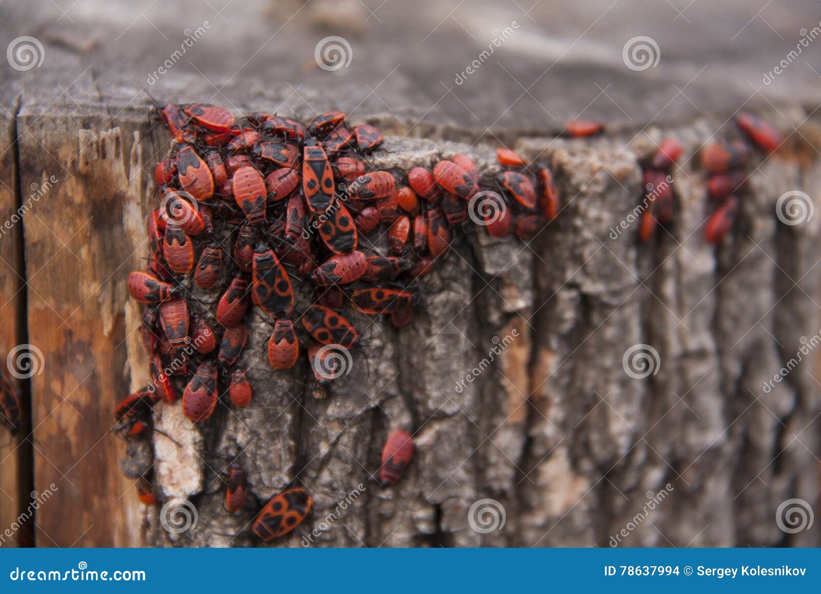 Pyrrhocoris Apterus or Bedbugs-soldiers on a Tree, Red-black Beetles ...