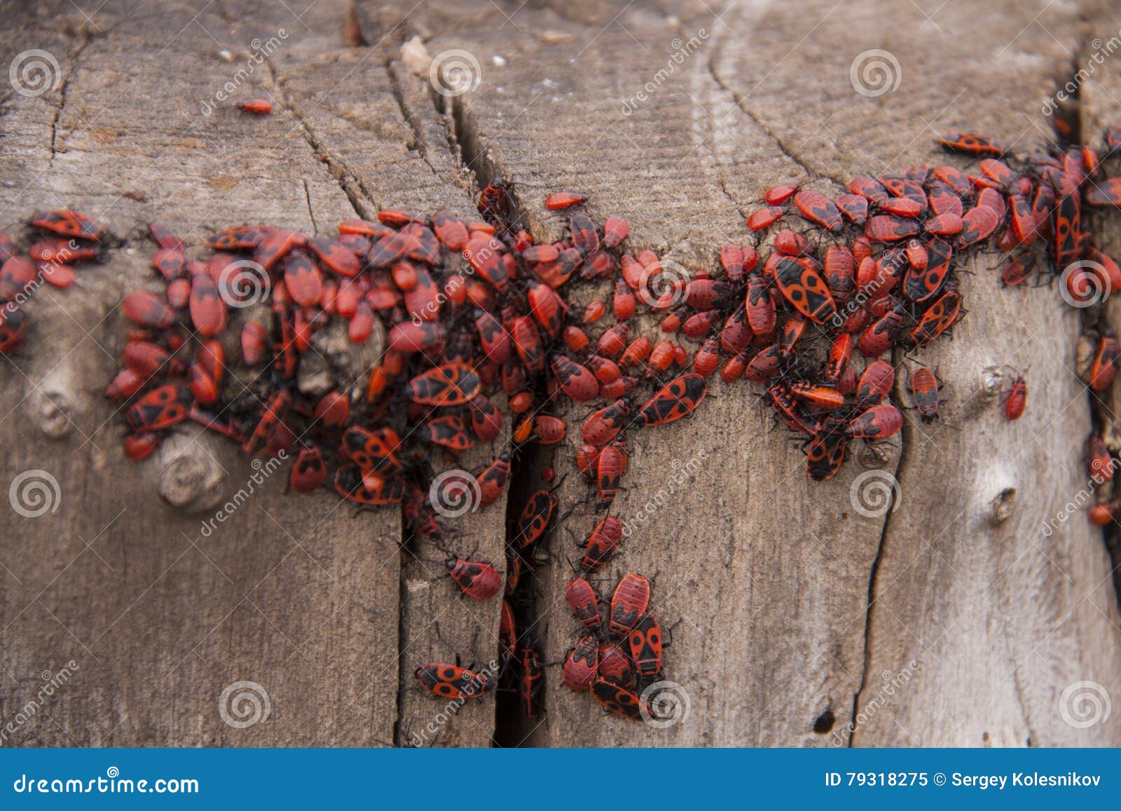Pyrrhocoris Apterus Or Bedbugs-soldiers On A Tree, Red-black Beetles ...
