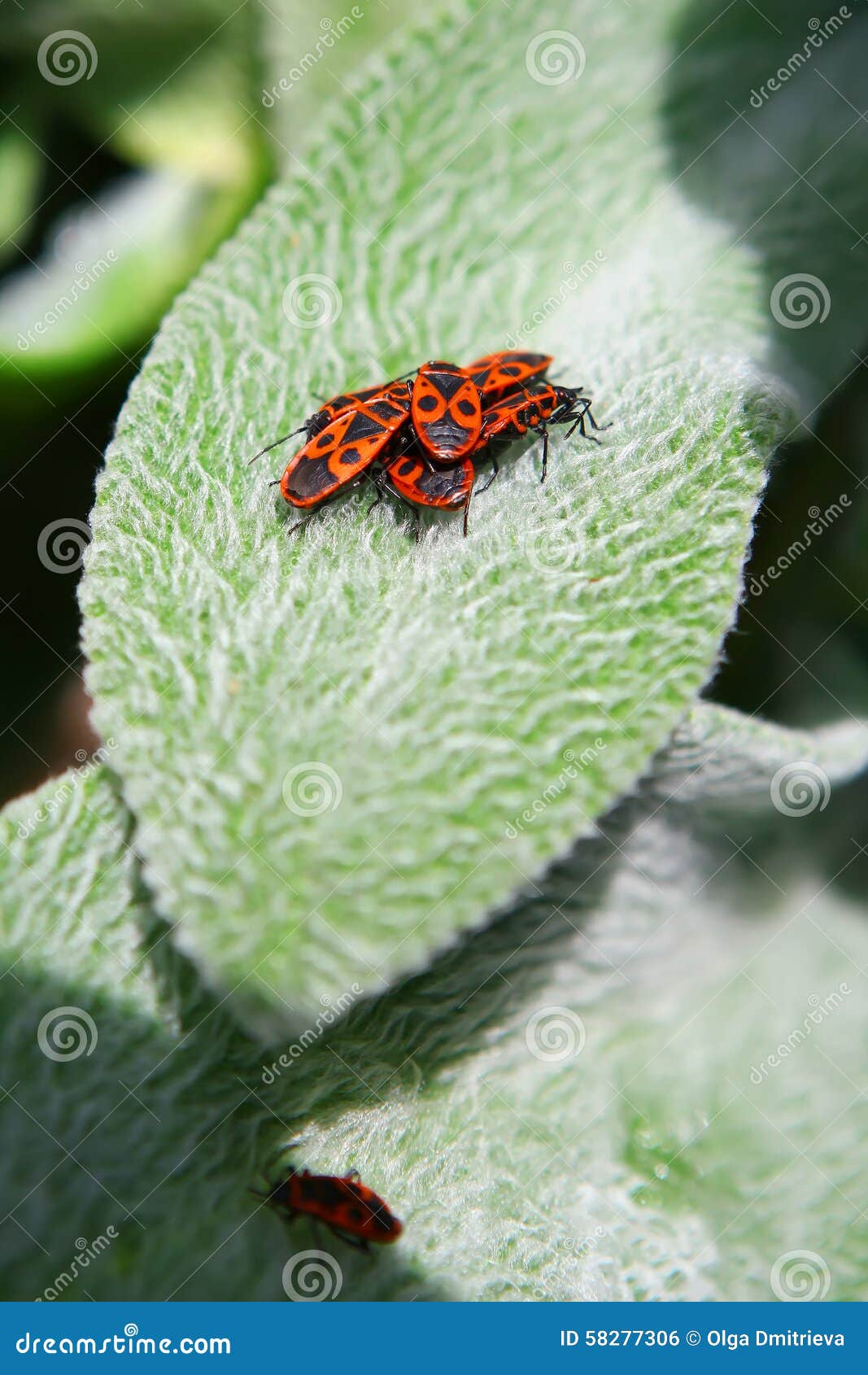 Pyrrhocoris apterus stock photo. Image of animal, insect - 58277306