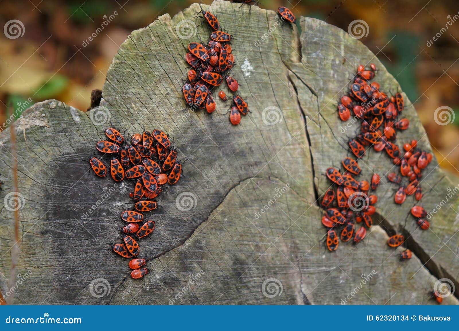 Pyrrhocoris apterus stock photo. Image of insect, outdoors - 62320134