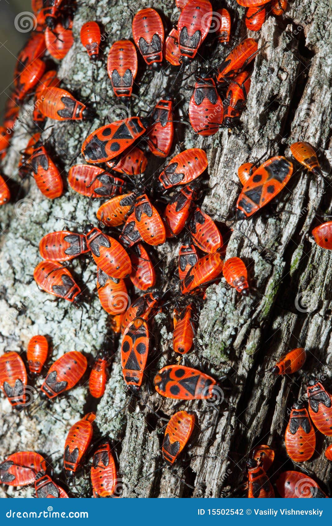 Pyrrhocoris Apterus, Fire Bug Stock Photo - Image of multitude ...