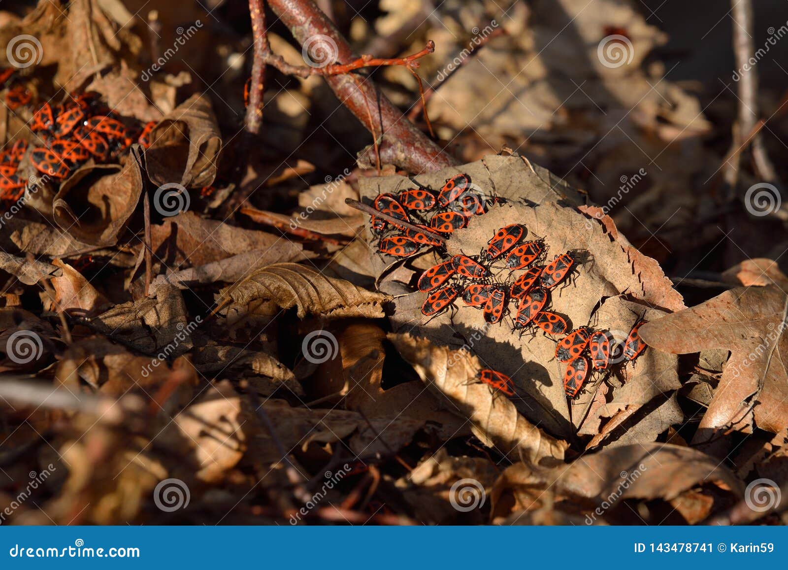 Pyrrhocoris Apterus, Many Firebug Stock Image - Image of insect, beetle ...