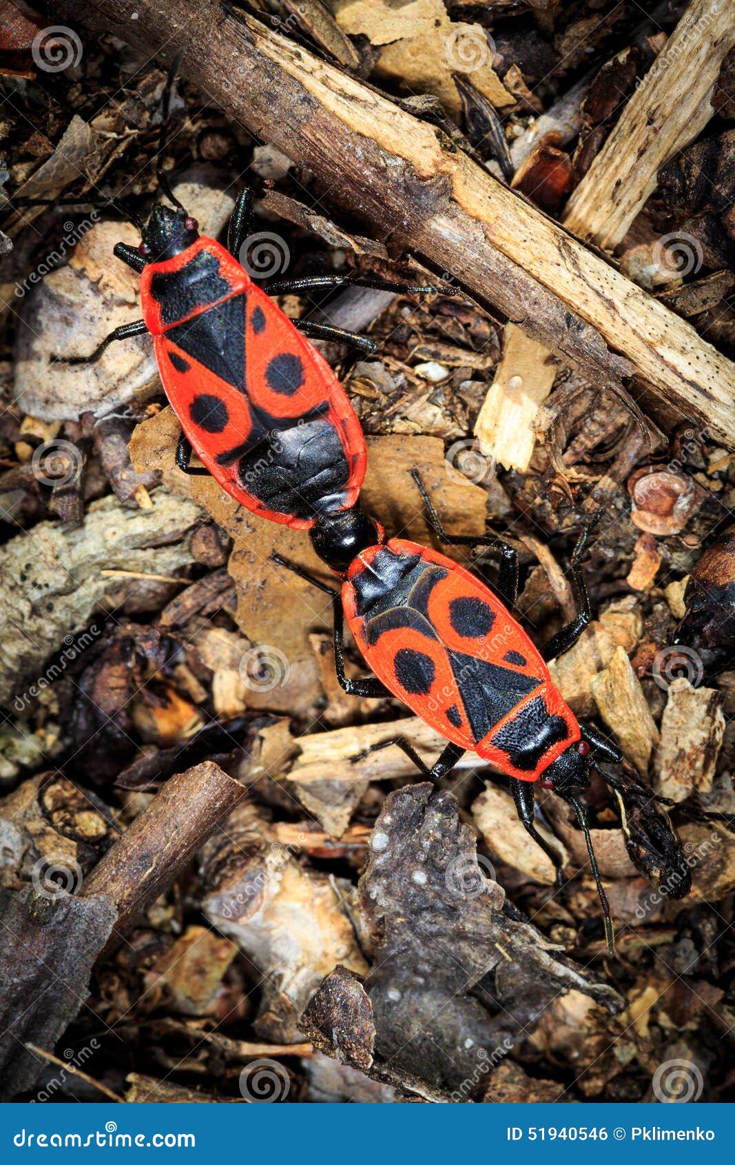 Pyrrhocoris apterus stock photo. Image of imago, nature - 51940546