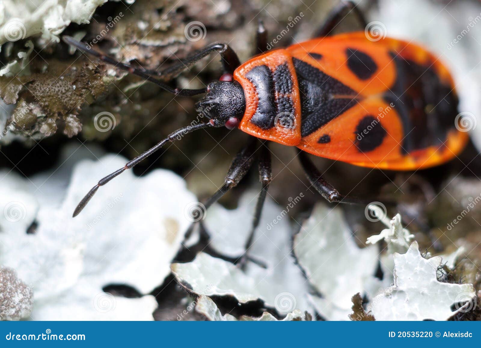 Pyrrhocoris-Firebug stock photo. Image of black, animal - 20535220