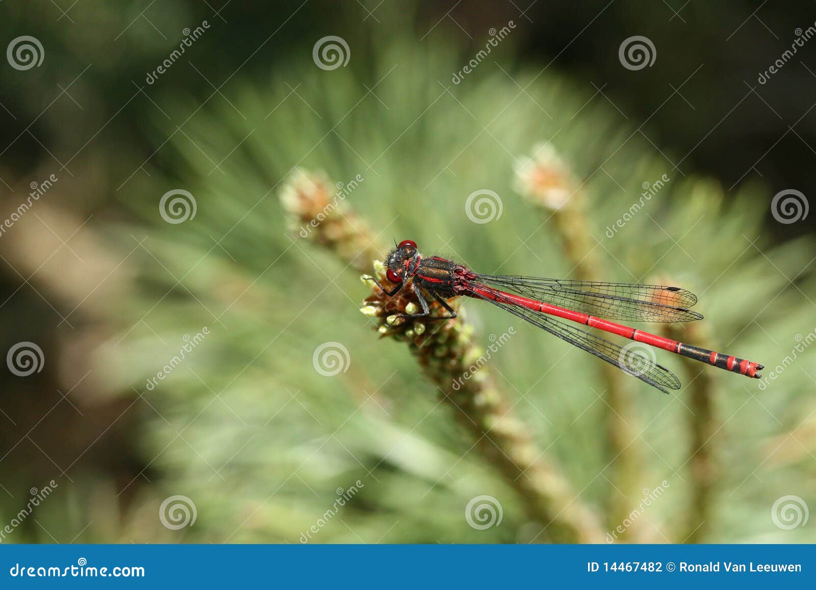 Pyrrhosoma nymphula stock photo. Image of green, branch - 14467482