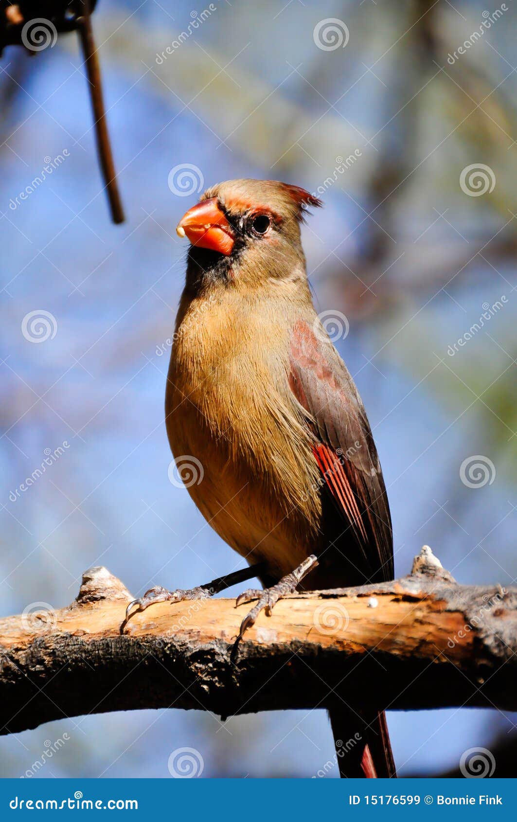 Pyrrhuloxia stock image. Image of bright, small, northern - 15176599