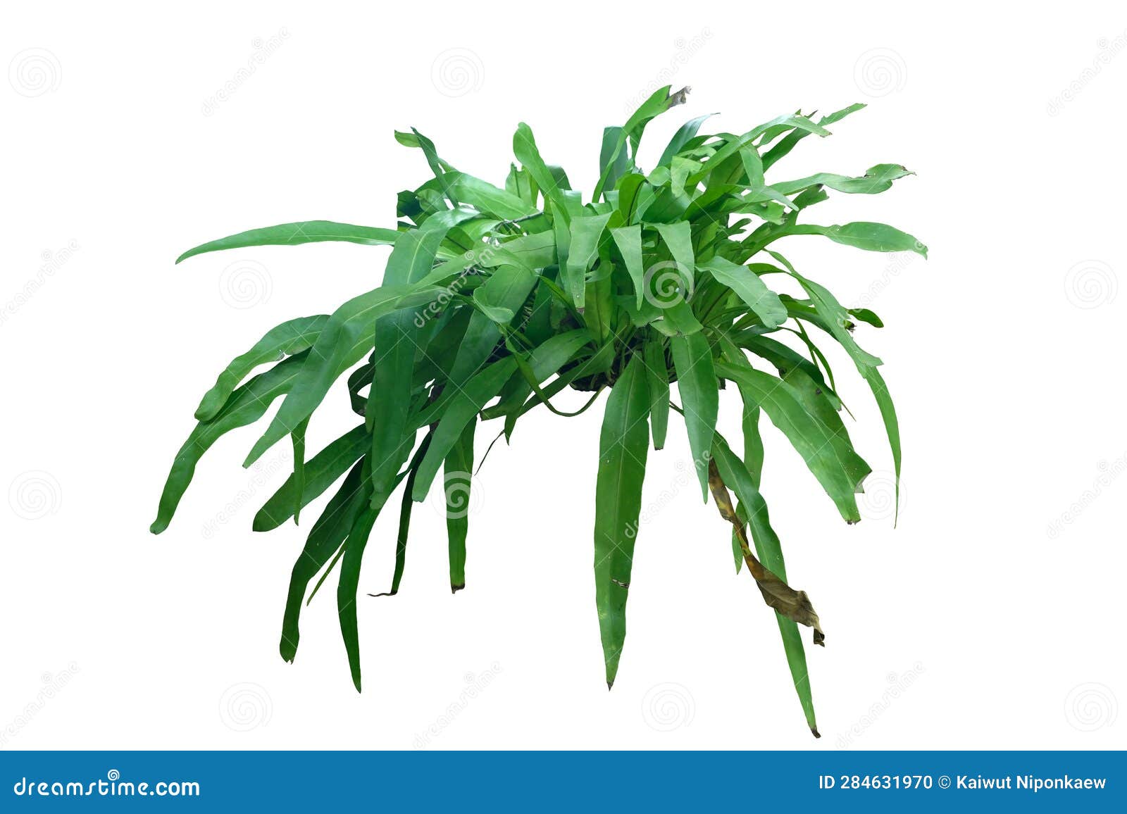 Pyrrosia lanceolata plant stock photo. Image of trunk - 284631970