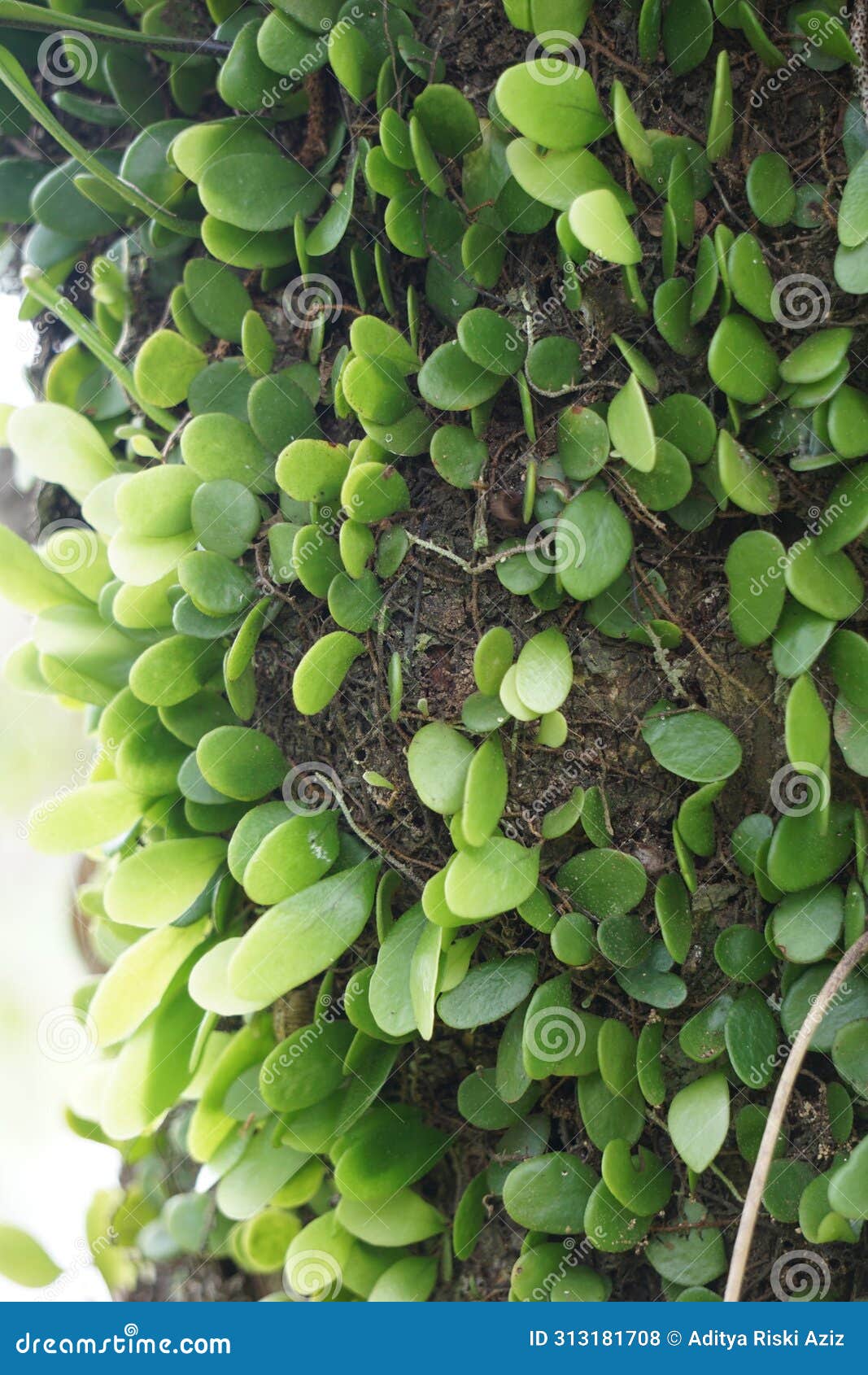 Pyrrosia Rupestris (also Called the Rock Felt Fern) on the Tree Stock ...