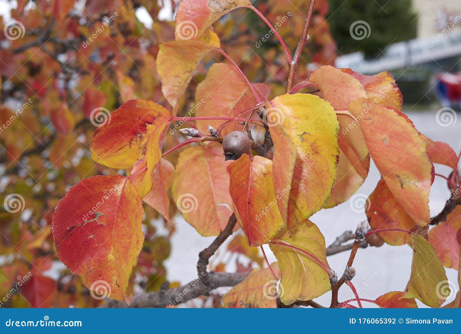 Pyrus calleryana in autumn stock photo. Image of leaf - 176065392