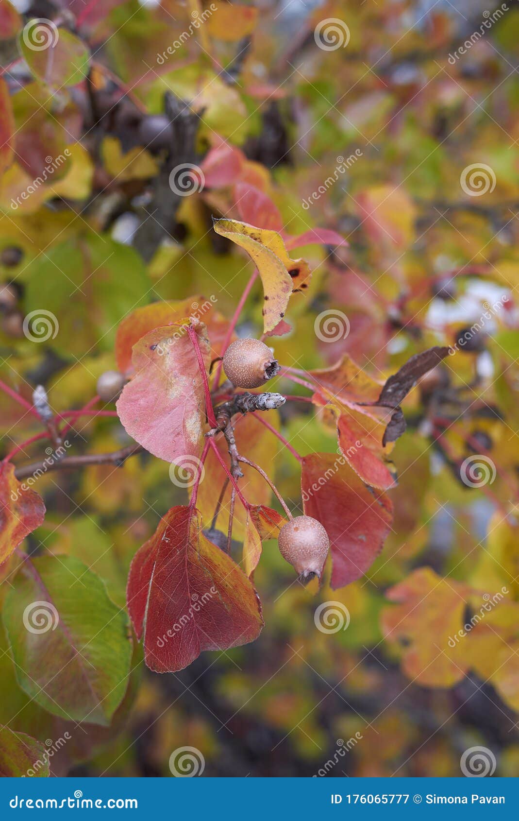 Pyrus calleryana in autumn stock image. Image of park - 176065777