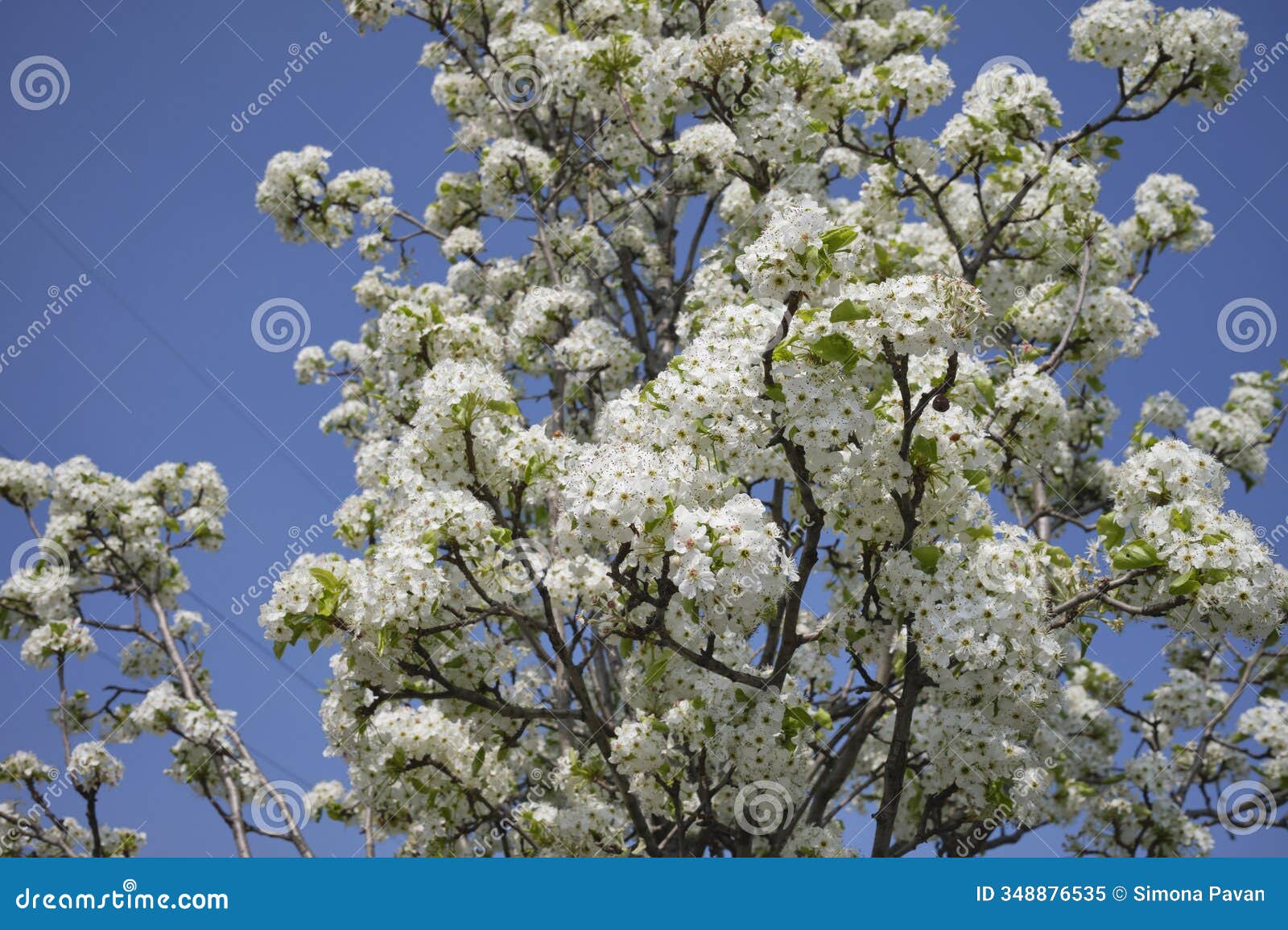 Pyrus Calleryana Tree in Bloom Stock Image - Image of springtime ...
