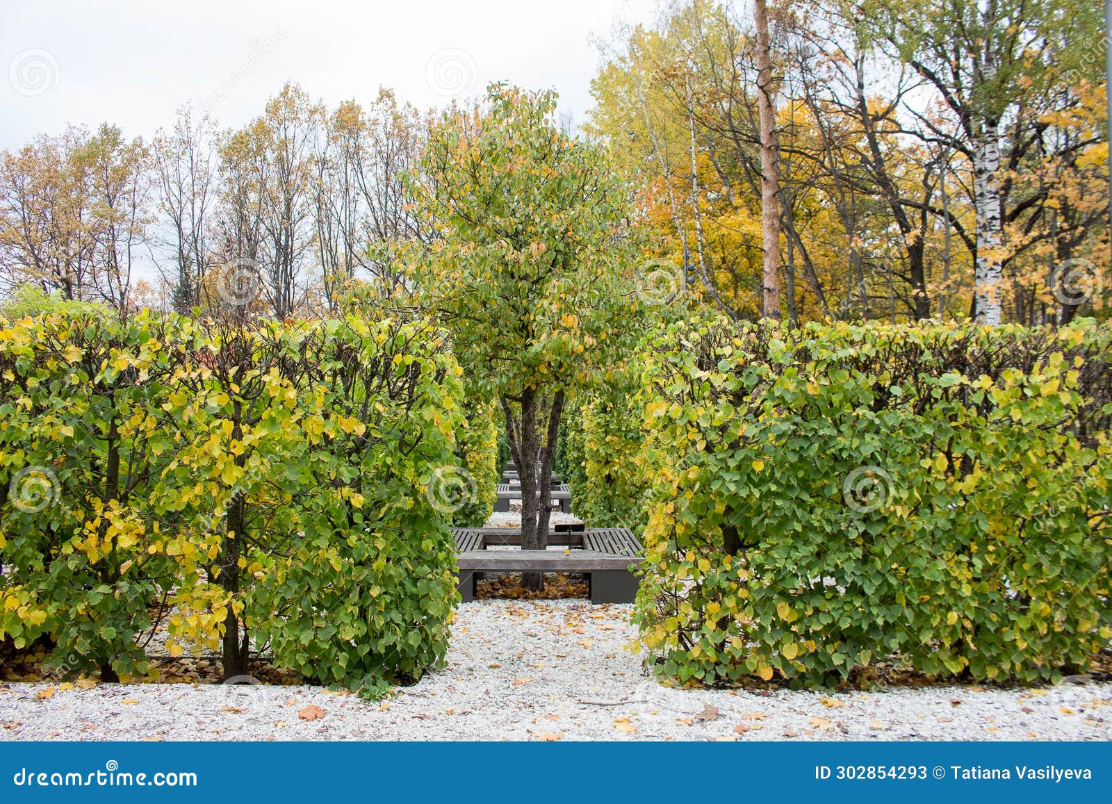 Pyrus Communis or Common Pear Tree. the Tree is Entirely in the Garden ...