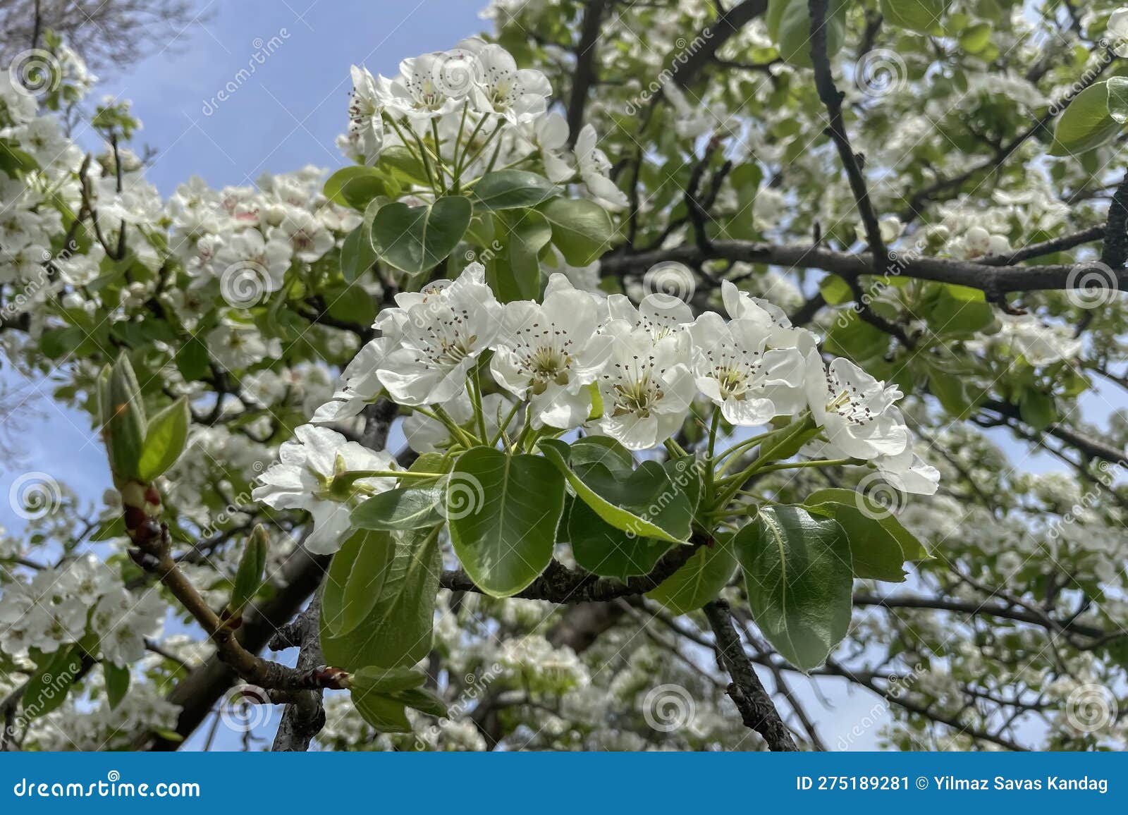 Pyrus Elaeagrifolia Flowers in Nature Stock Image - Image of botany ...