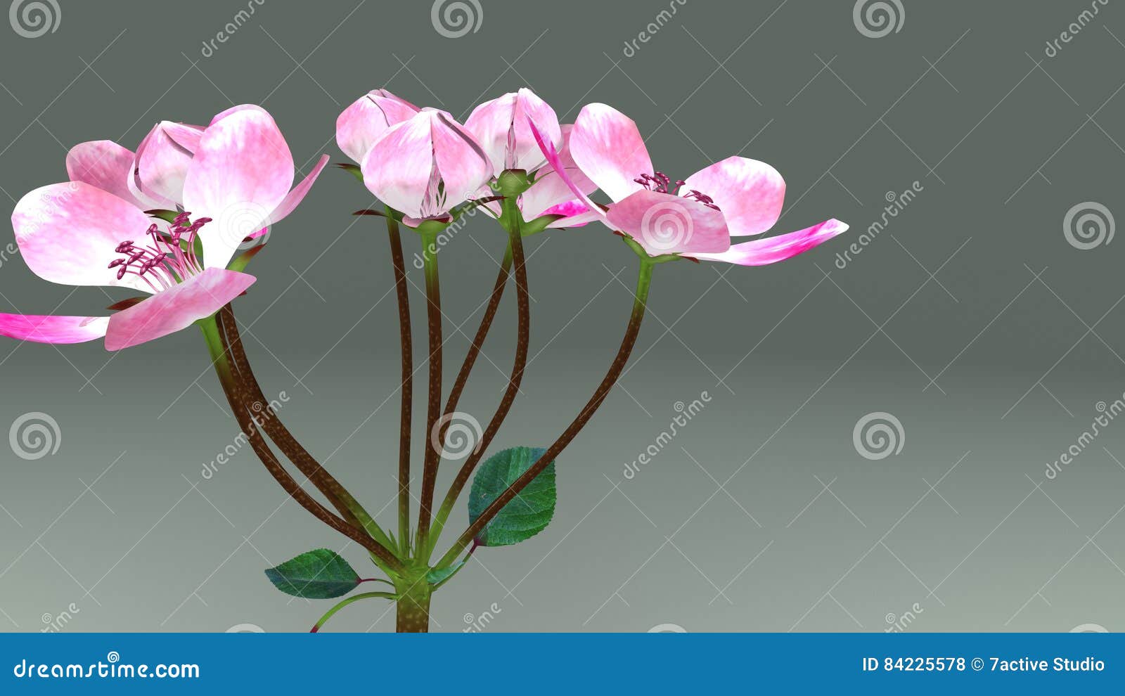 Pyrus malus stock illustration. Illustration of cistus - 84225578