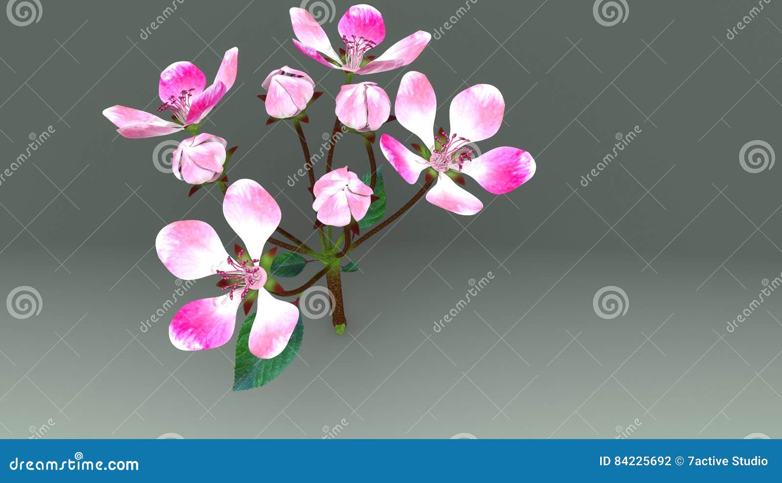 Pyrus malus stock illustration. Illustration of nature - 84225692