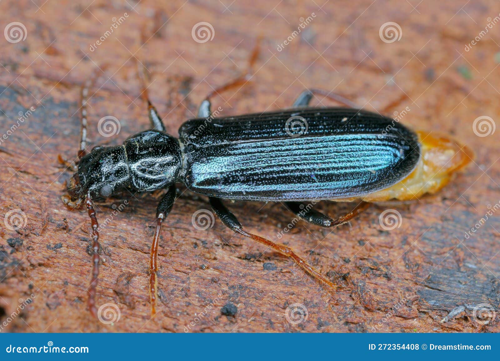 Pytho Depressus Larva Of This Beetle (Pythidae Family) On Under Pine ...