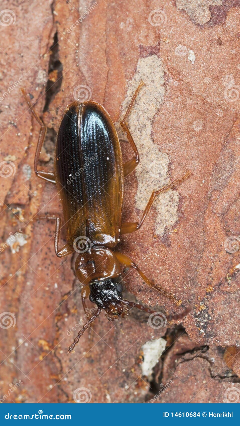 Pytho Depressus Larva Of This Beetle (Pythidae Family) On Under Pine ...