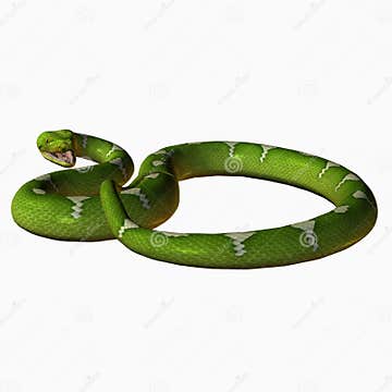 Python stock illustration. Illustration of venomous, dangerous - 1029728