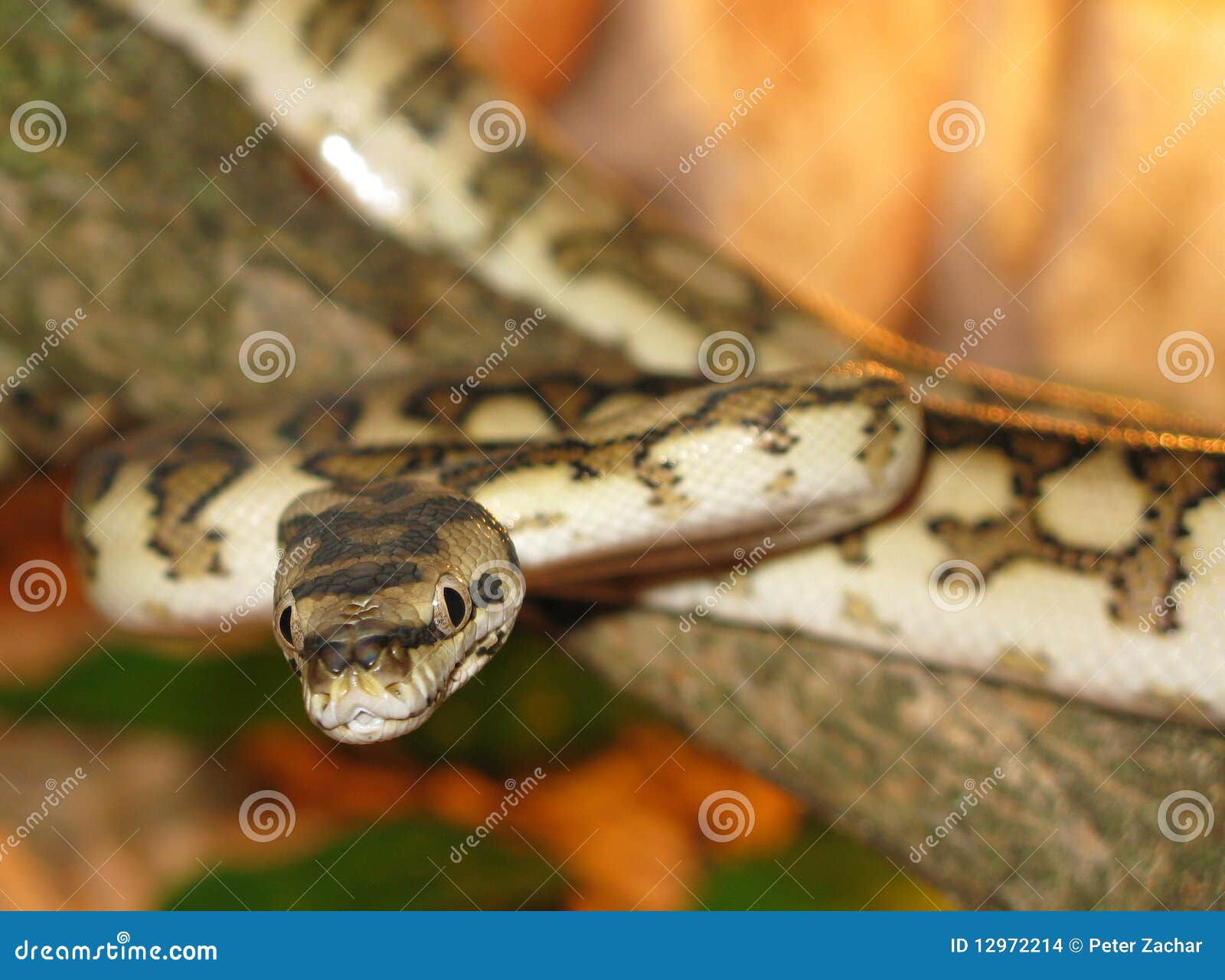 Python stock photo. Image of coils, deadly, defensive - 12972214